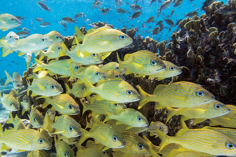 In Beeld: Bonaire - WWF Magazine - juni 2019