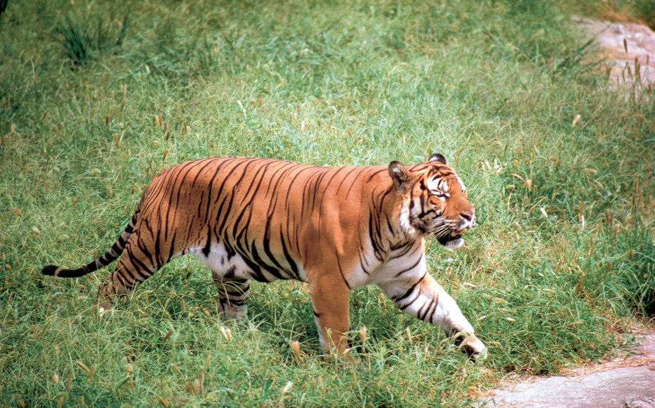 He tijger! - WWF Magazine - juni 2019
